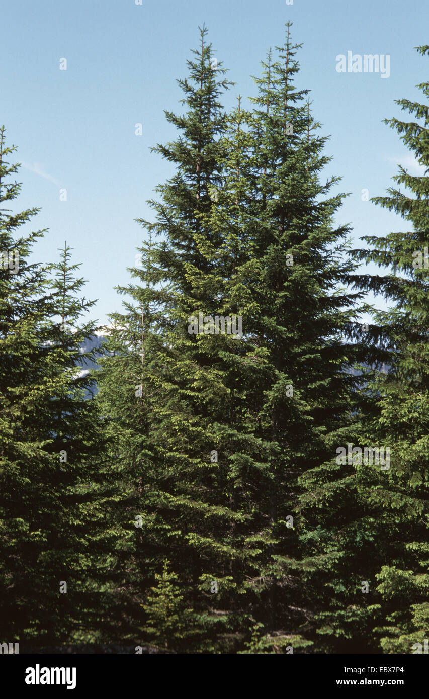 Botany trees pinaceae norway hi-res stock photography and images - Alamy