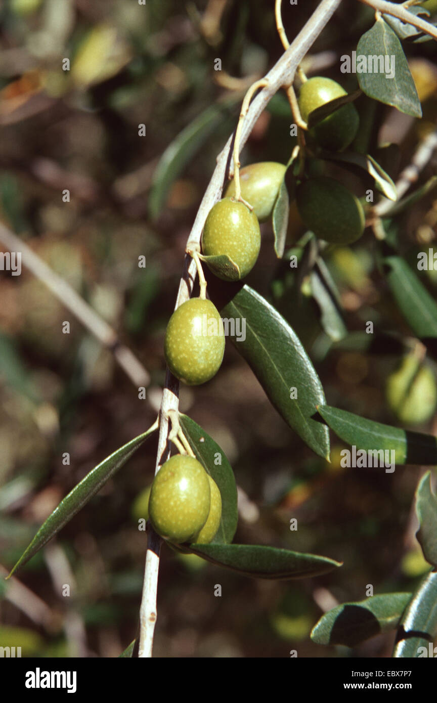 Olive Tree Olea Europaea Ssp Sativa High Resolution Stock Photography ...