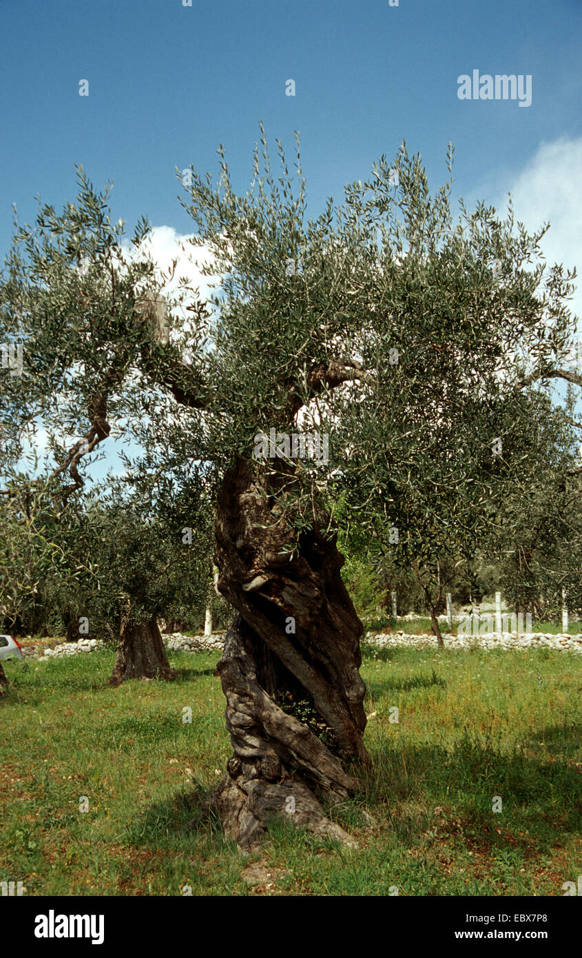 olive tree (Olea europaea ssp. sativa), single tree in an olive grove ...