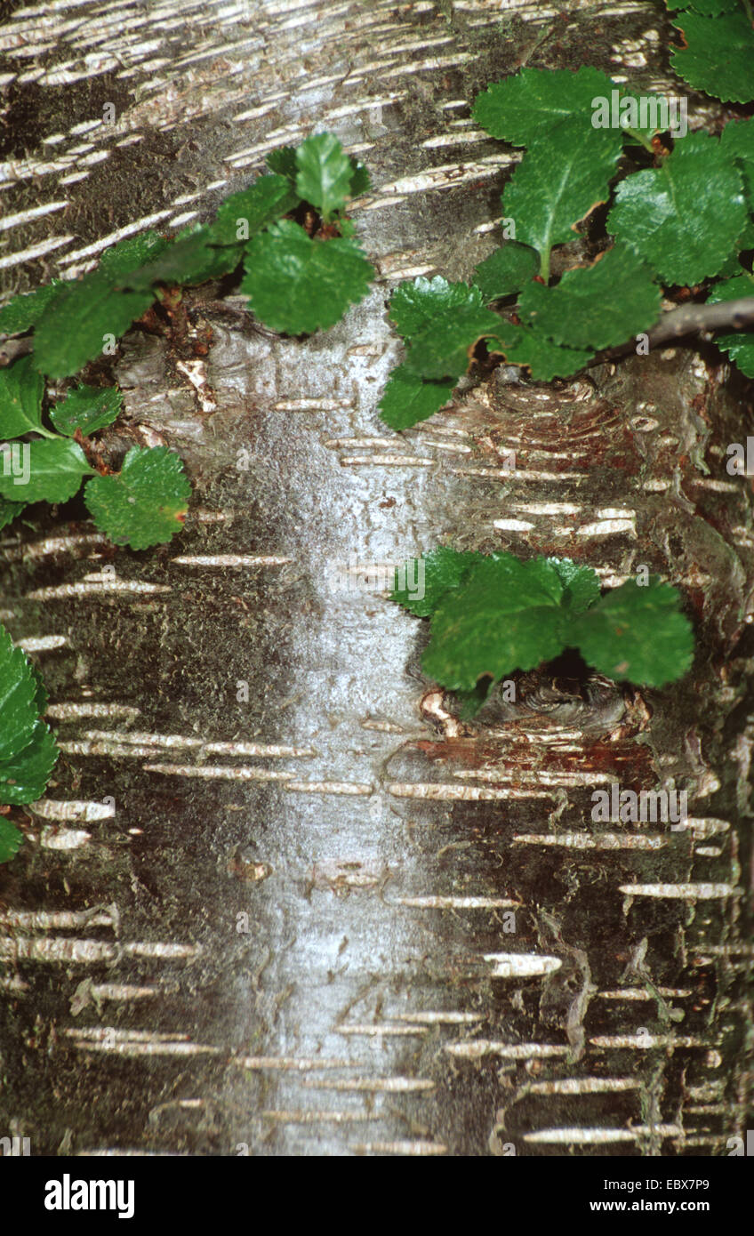 Ðire, Antarctic beech (Nothofagus antarctica), bark Stock Photo - Alamy