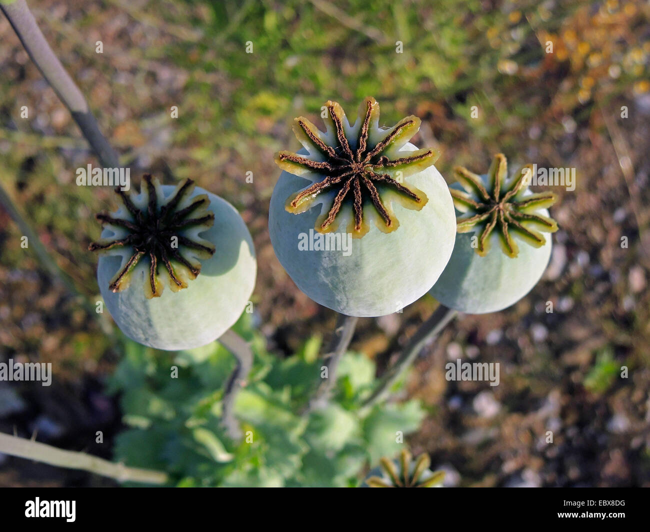 opium poppy (Papaver somniferum), capsules, Germany, North Rhine ...
