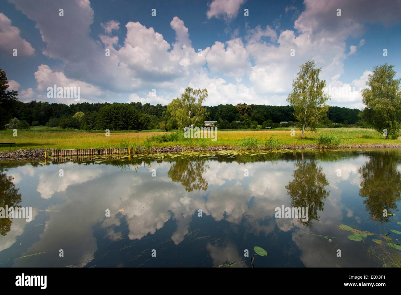 reflections of clouds and shore vegetation in the water of a lake ...