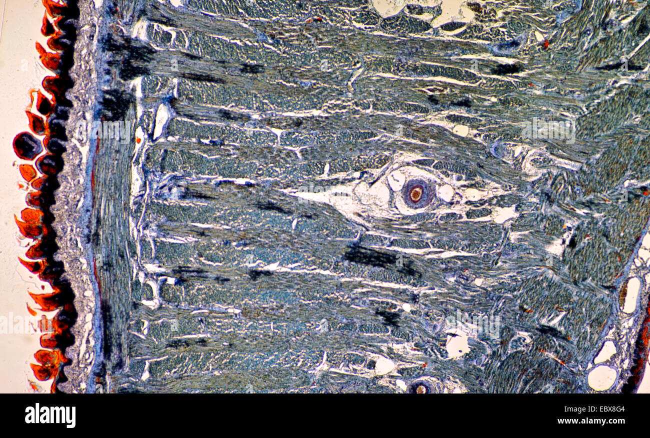 Cross section of muscle tissue Stock Photo - Alamy Cross section of muscle tissue Stock Photo - Alamy