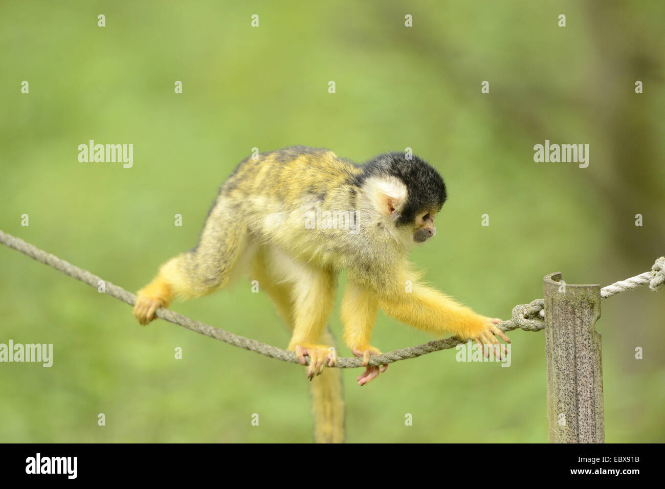 Common squirrel monkey hi-res stock photography and images - Alamy
