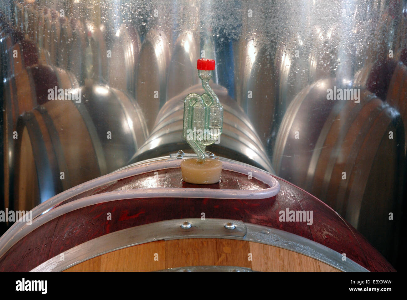 cellar of a winery, oak barrel with fermentation lock, Germany ...