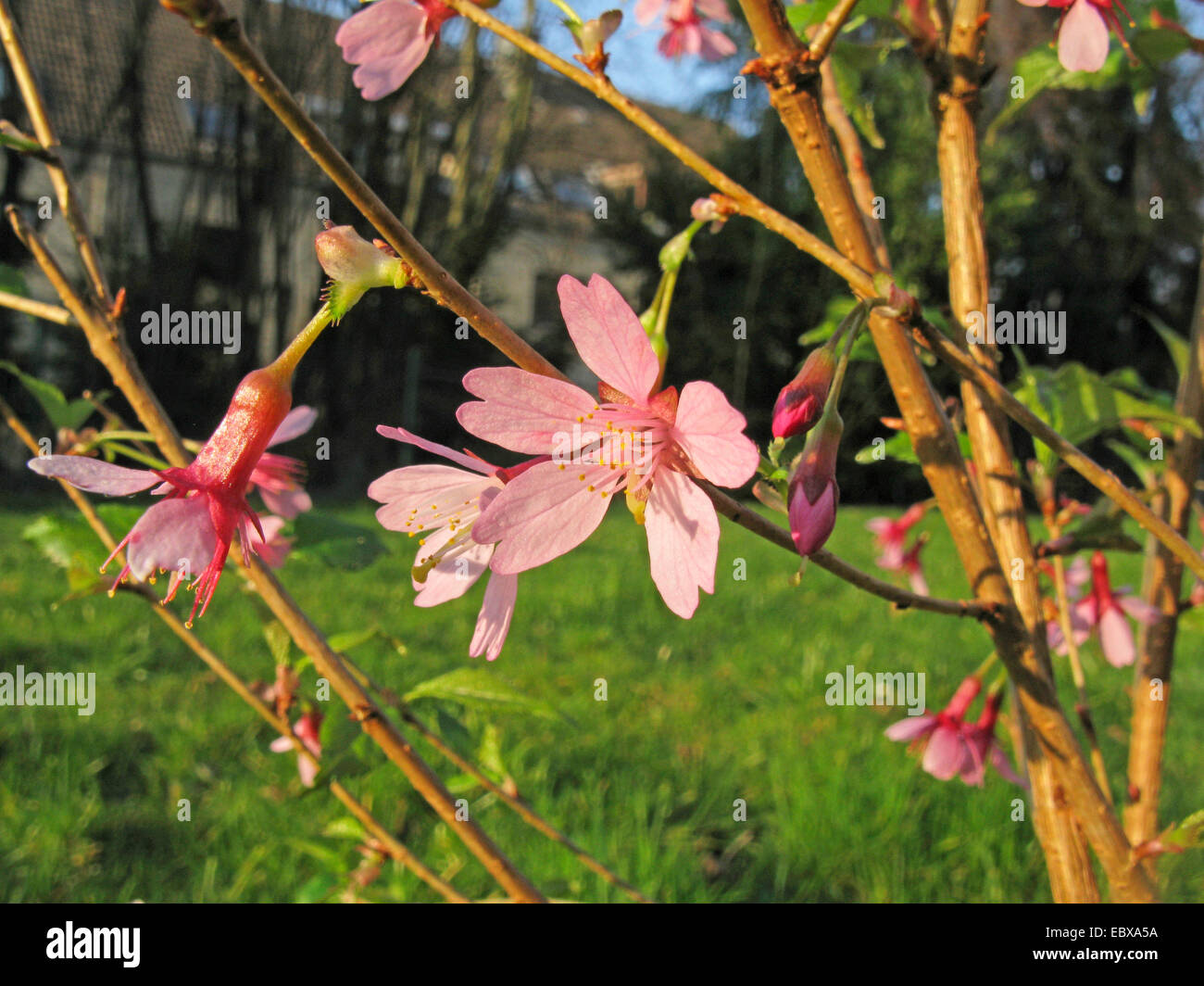 Fuji cherry (Prunus incisa 'Paean', Prunus incisa Paean), flower of ...