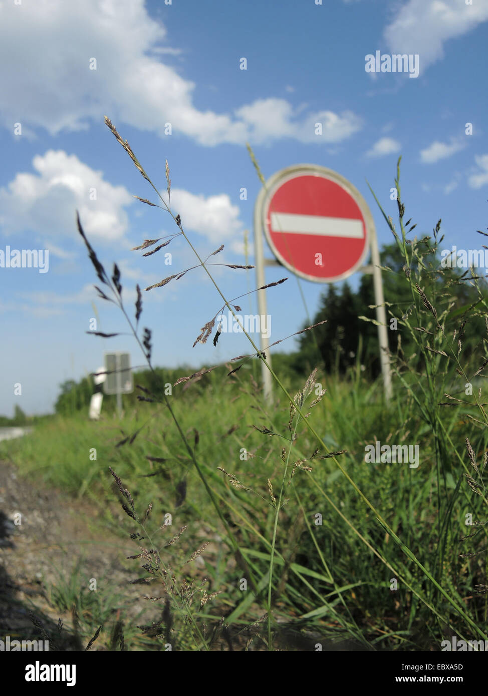 reflexed saltmarsh-grass (Puccinellia distans), halophyte at border of ...