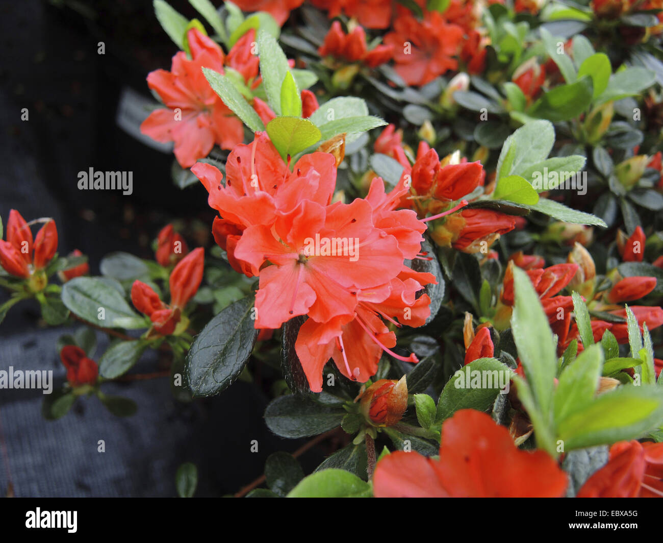 Rhododendron orange hi-res stock photography and images - Alamy