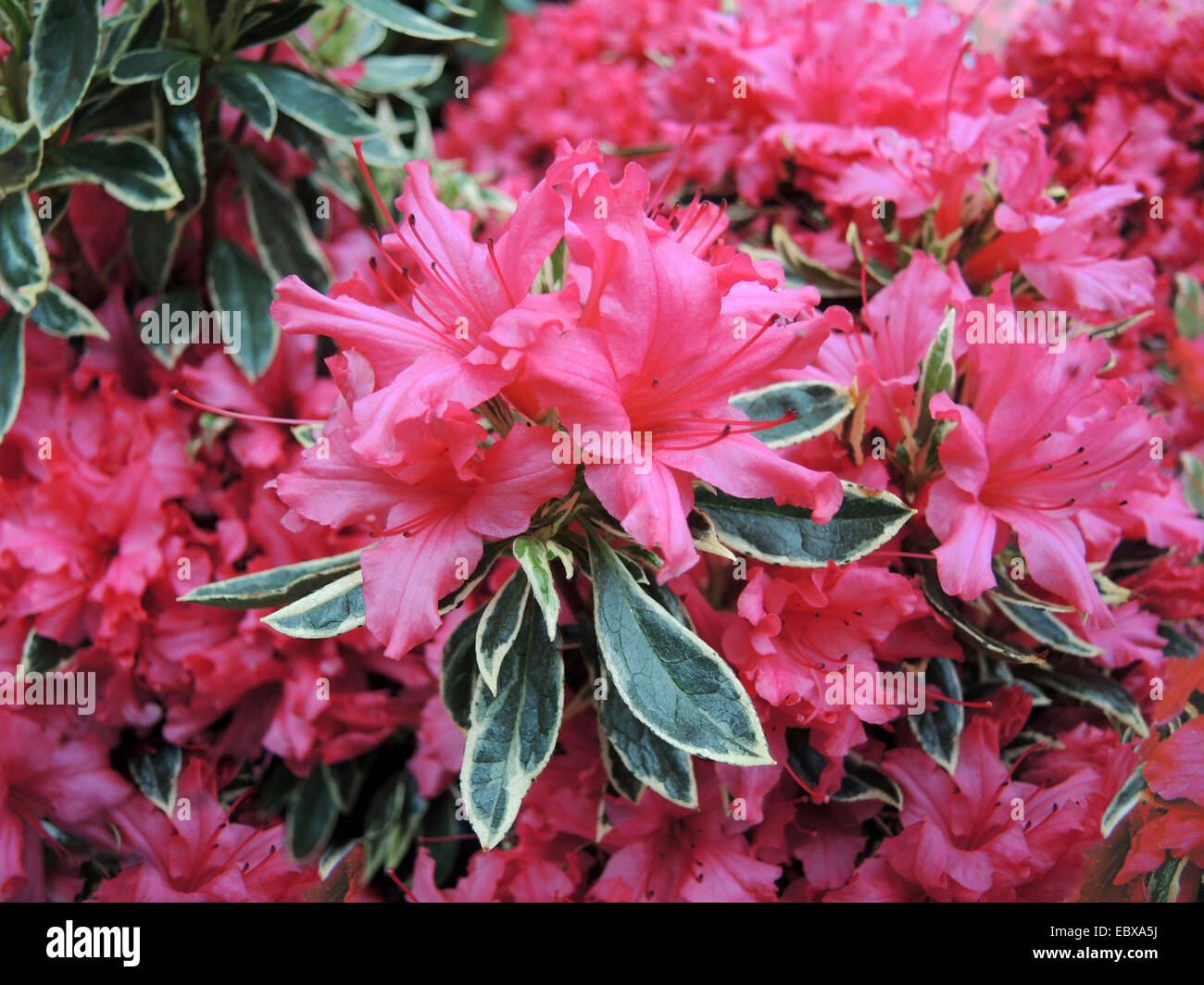 Silver sword azalea (Rhododendron kaempferi 'Silver Sword ...