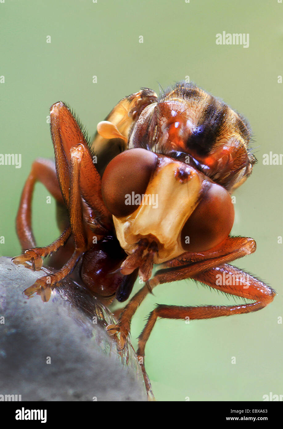 thick-headed flies (Conopidae), portrait, Germany Stock Photo - Alamy