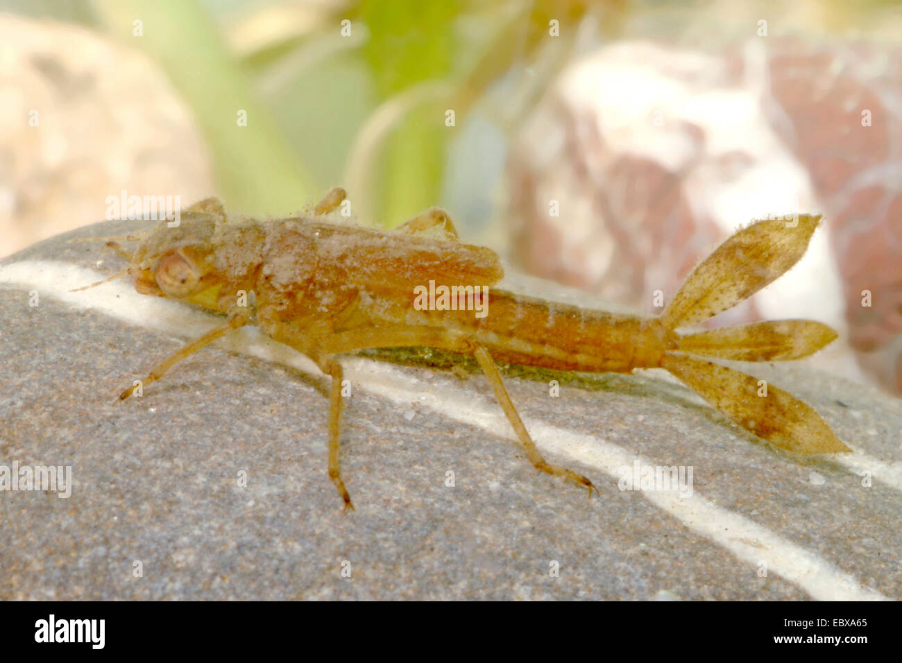 large red damselfly (Pyrrhosoma nymphula), larva of a large red ...
