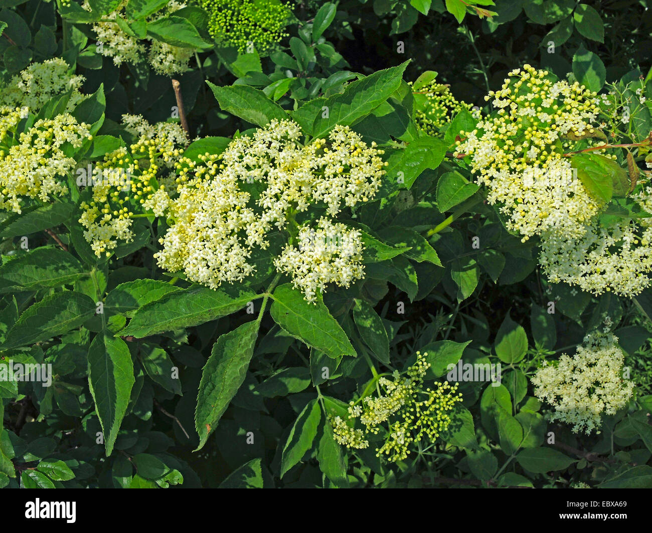 European black elder, Elderberry, Common elder (Sambucus nigra ...