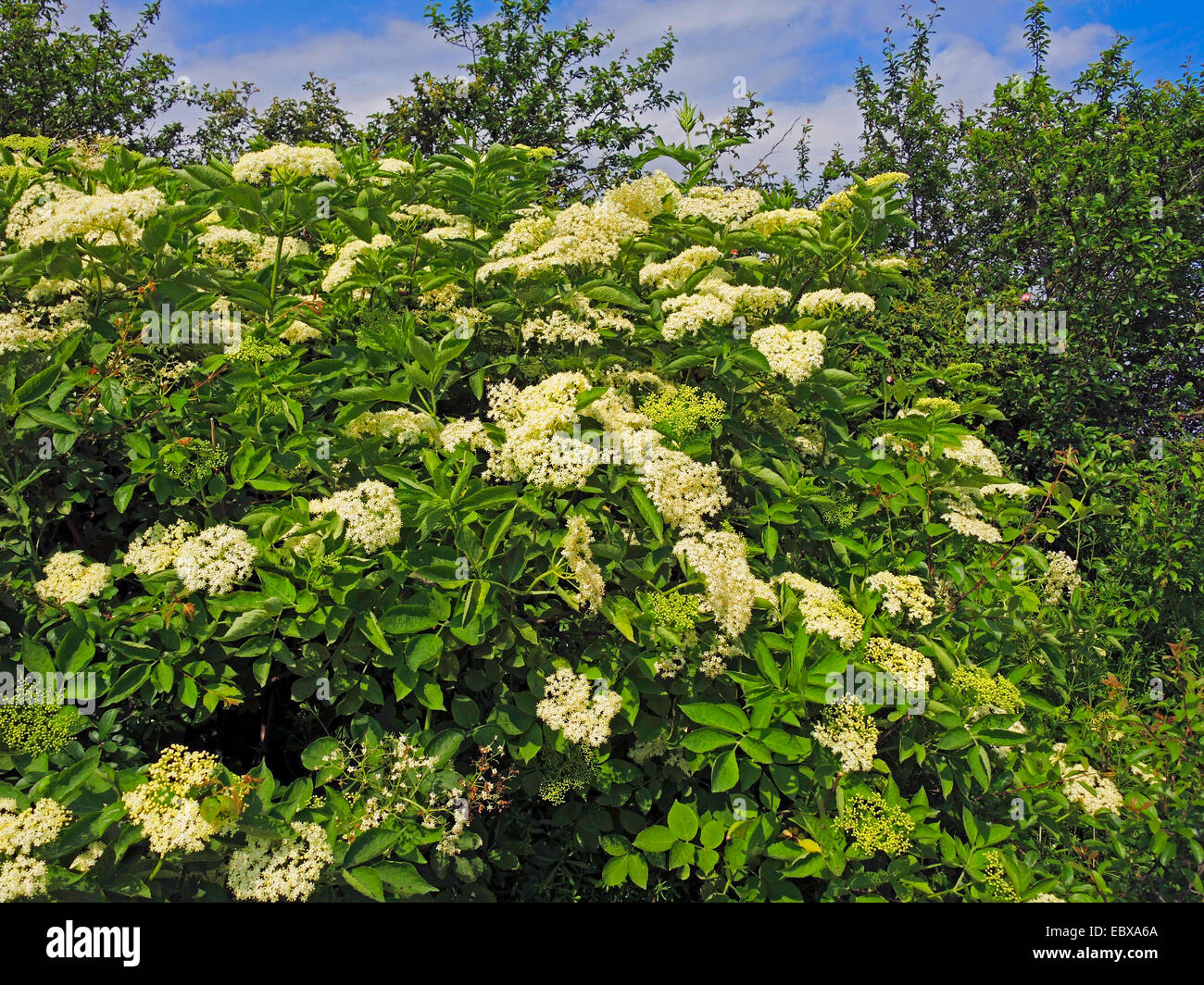 European black elder, Elderberry, Common elder (Sambucus nigra ...