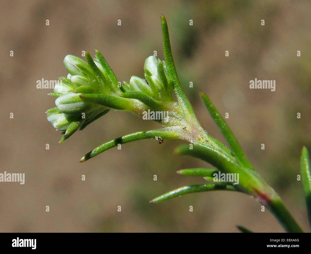 perennial knawel (Scleranthus perennis), inflorescence, Germany, North ...
