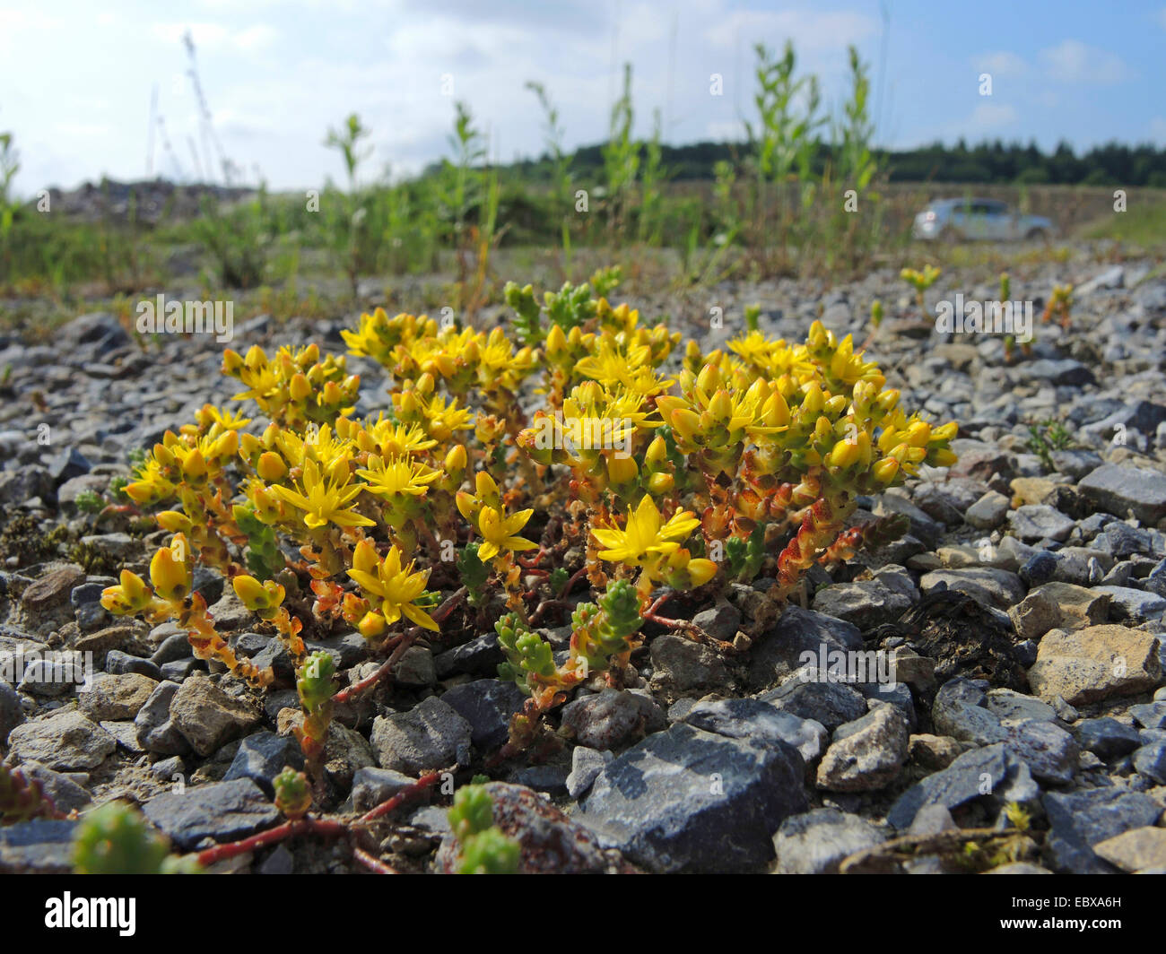 common stonecrop, biting stonecrop, mossy stonecrop, wall-pepper, gold ...