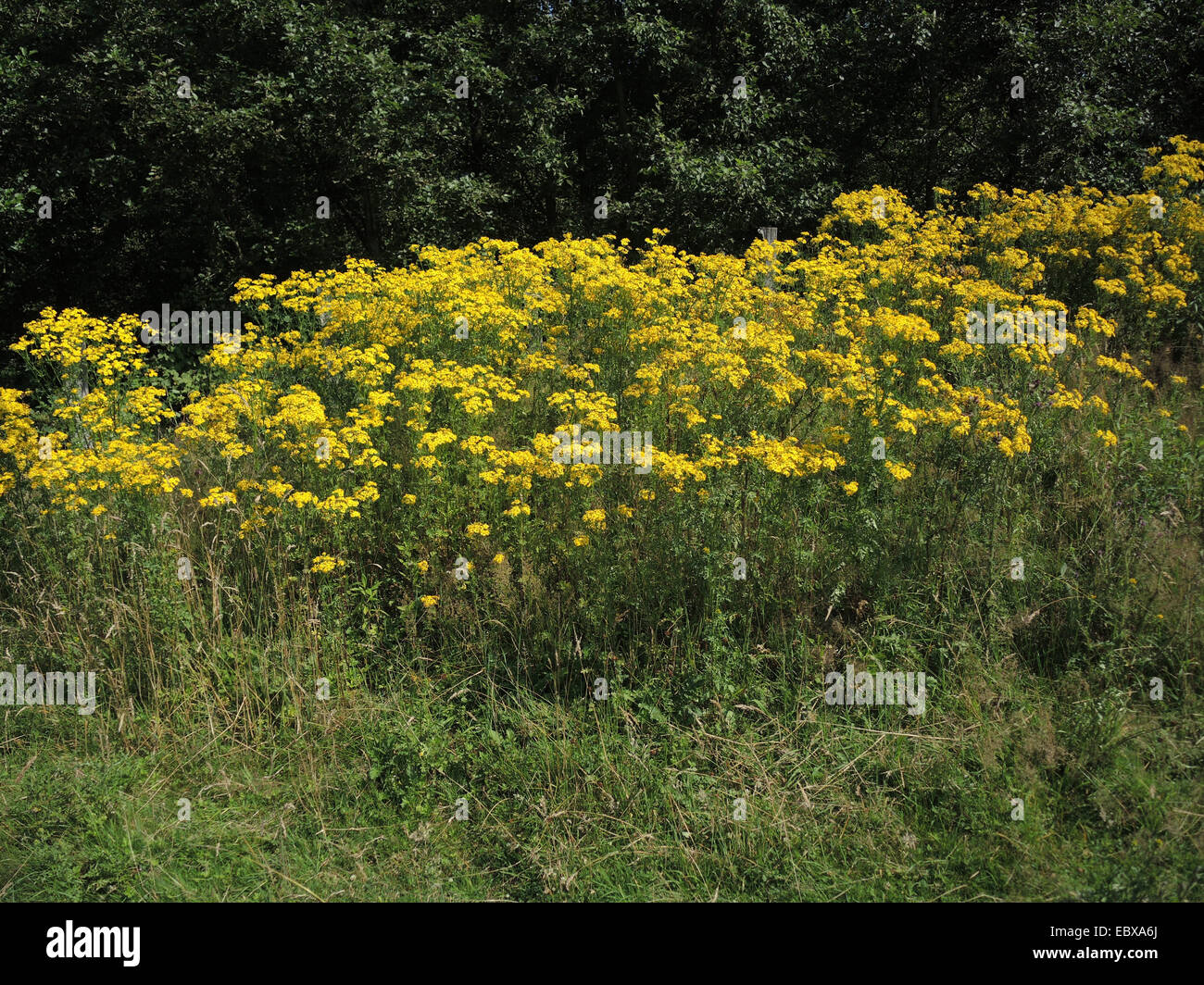 common ragwort, stinking willie, tansy ragwort, tansy ragwort (Senecio ...