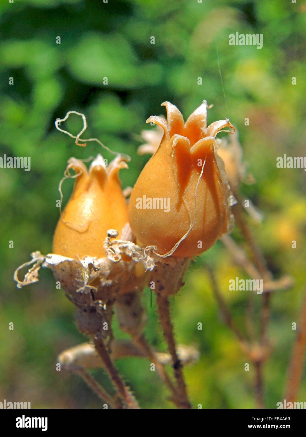 nottingham catchfly (Silene nutans), open capsule, Germany, Baden ...