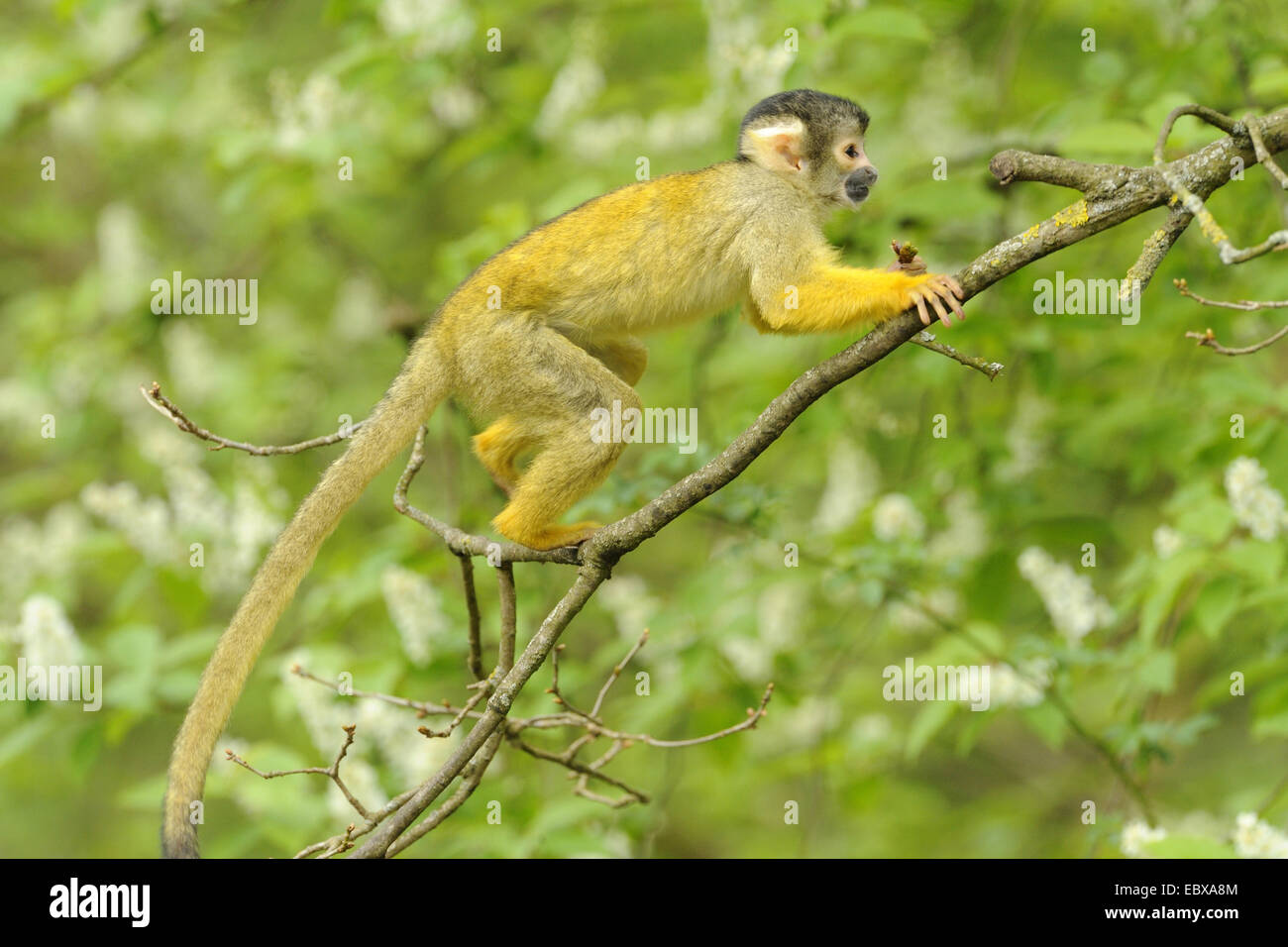 Squirrel Monkeys In Trees