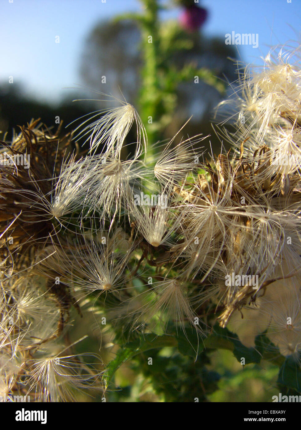 curled thistle, welted thistle, curled plumless-thistle (Carduus ...