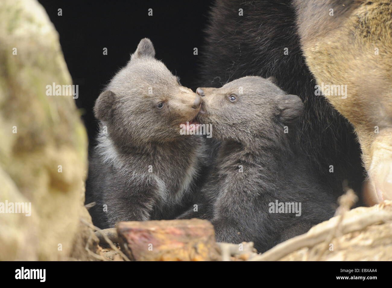European brown bear (Ursus arctos arctos), two bear cubs, Germany ...