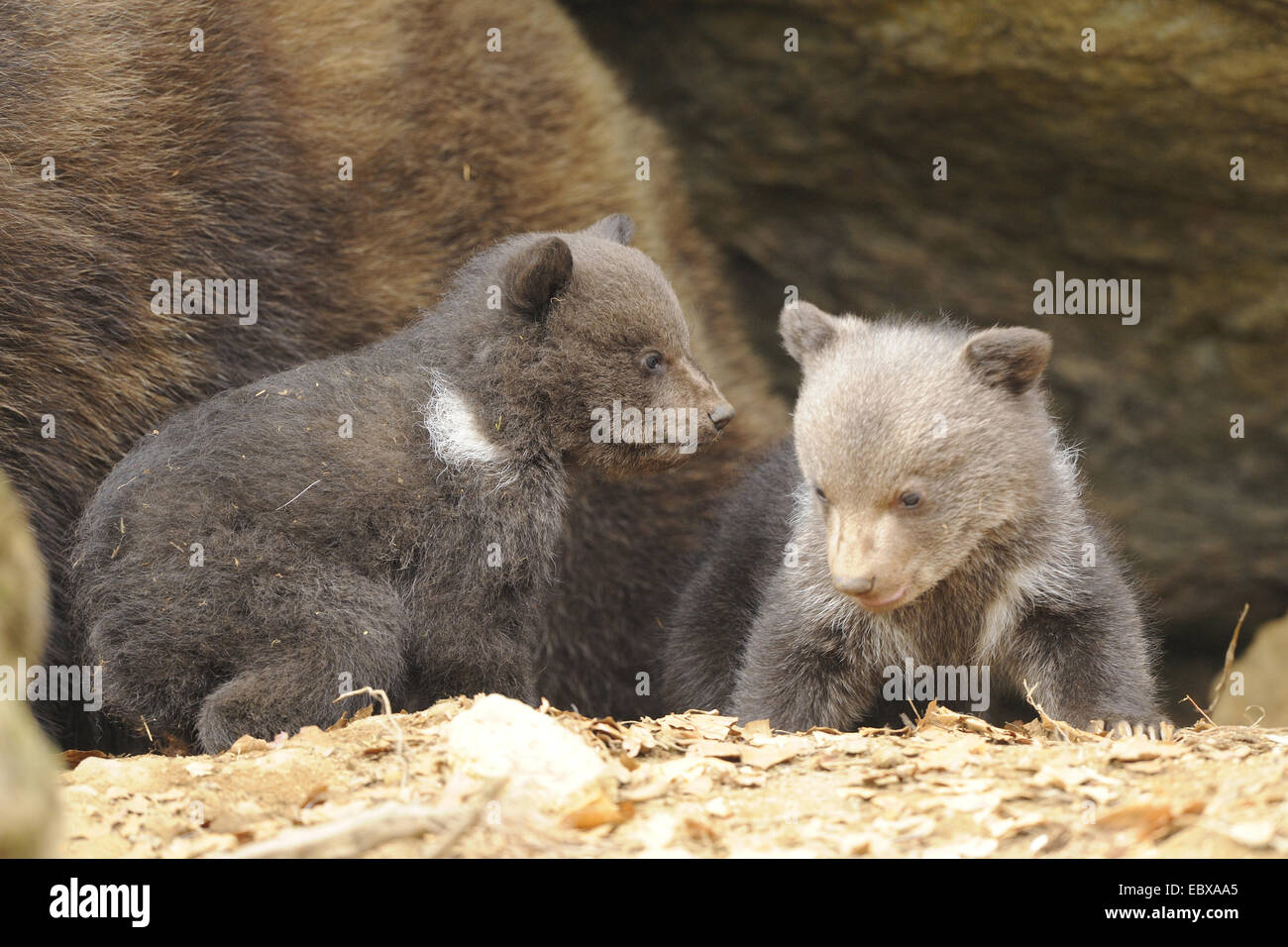 European brown bear (Ursus arctos arctos), two bear cubs, Germany ...