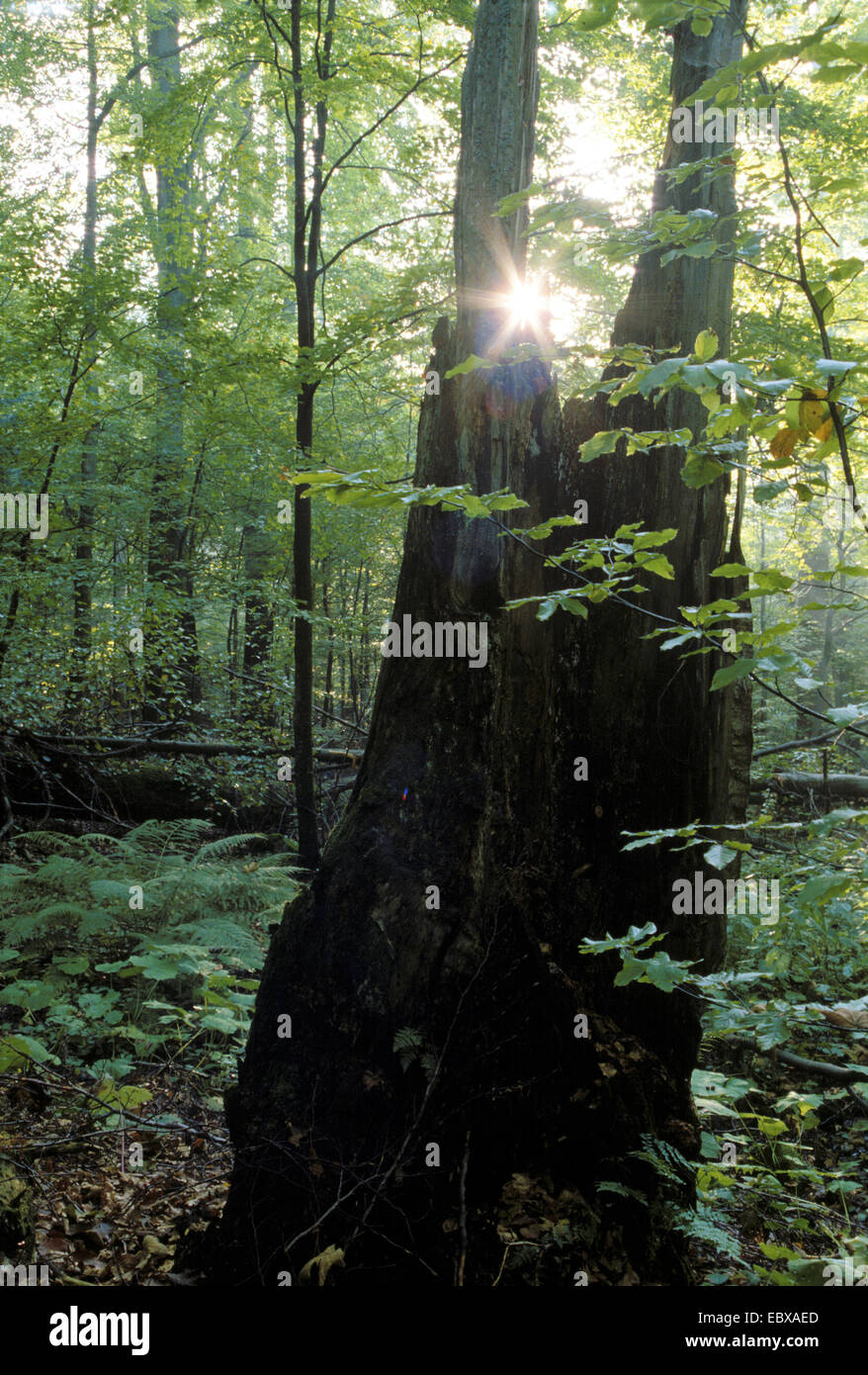 Decidous tree photos hi-res stock photography and images - Alamy