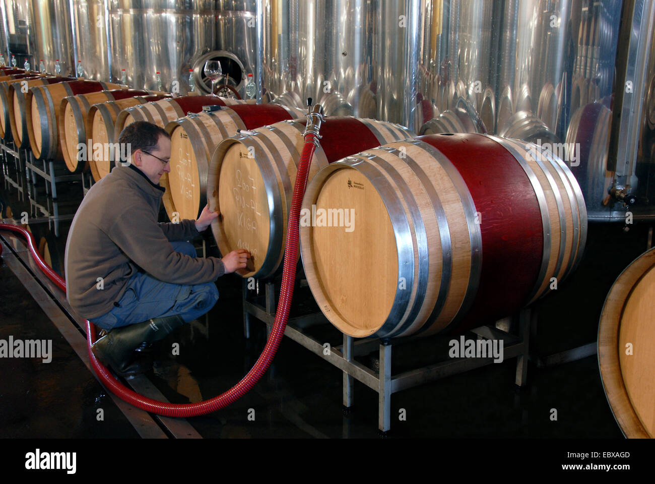 cellar of a winery, oak barrels; sampling, Germany, Rhineland ...