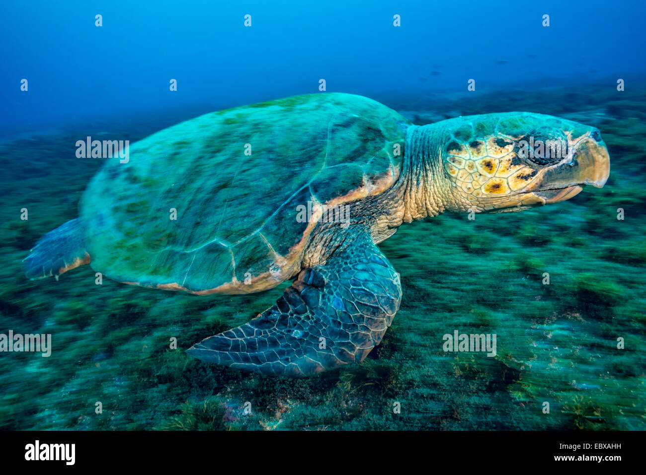 Loggerhead turtle, (Caretta caretta), Indian Ocean Stock Photo - Alamy