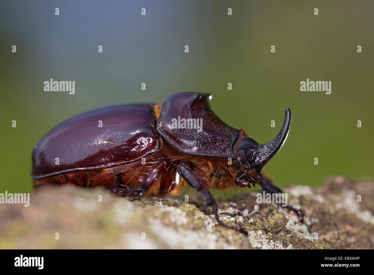 European rhinoceros beetle (Oryctes nasicornis), male, Germany Stock ...