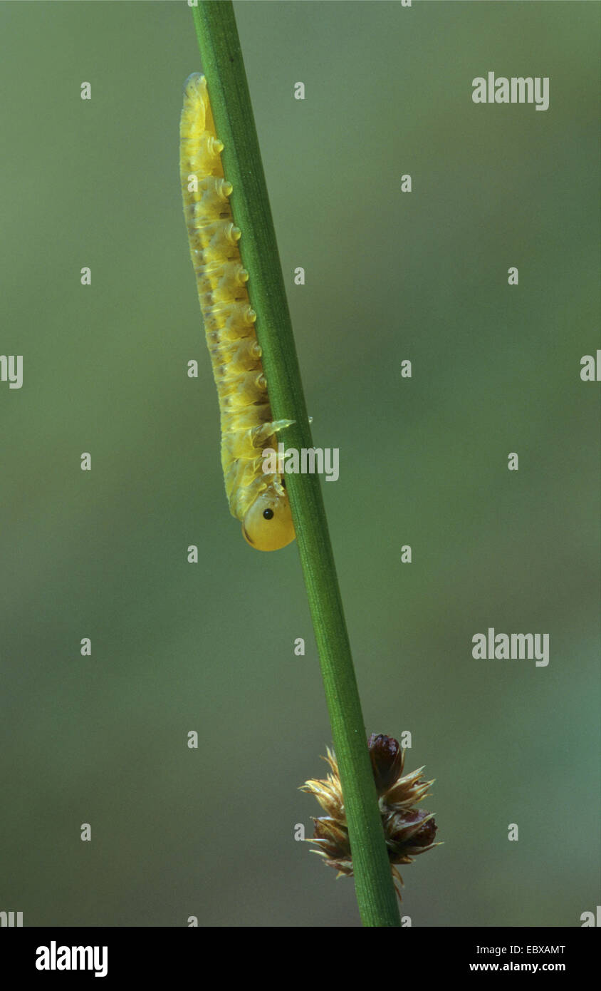 common sawflies (Tenthredinidae), larva of a sawfly at a rush sprout ...