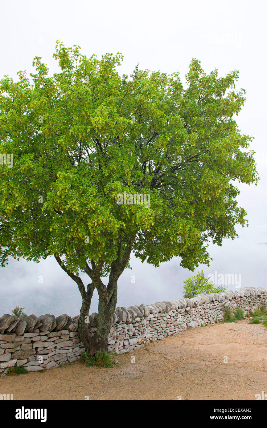 Montpellier maple, French maple (Acer monspessulanum), tree at a wall ...
