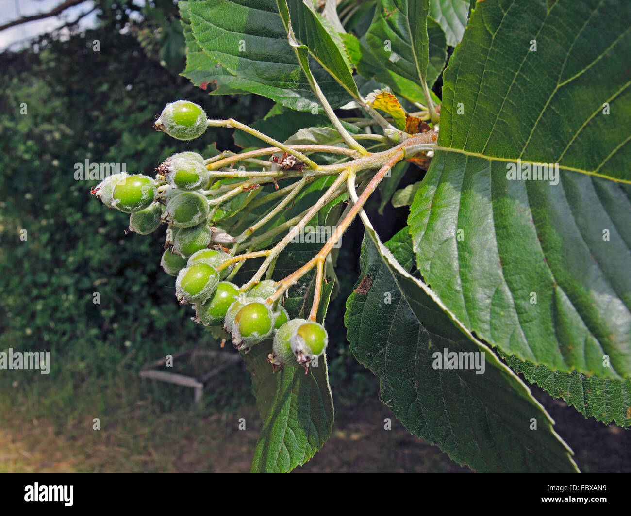 common whitebeam (Sorbus aria), branch with immature berries, Germany ...