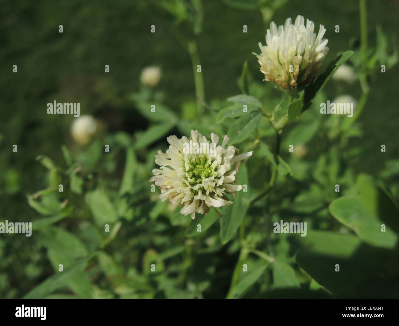 Egyptian clover, Berseem clover (Trifolium alexandrinum), blooming ...