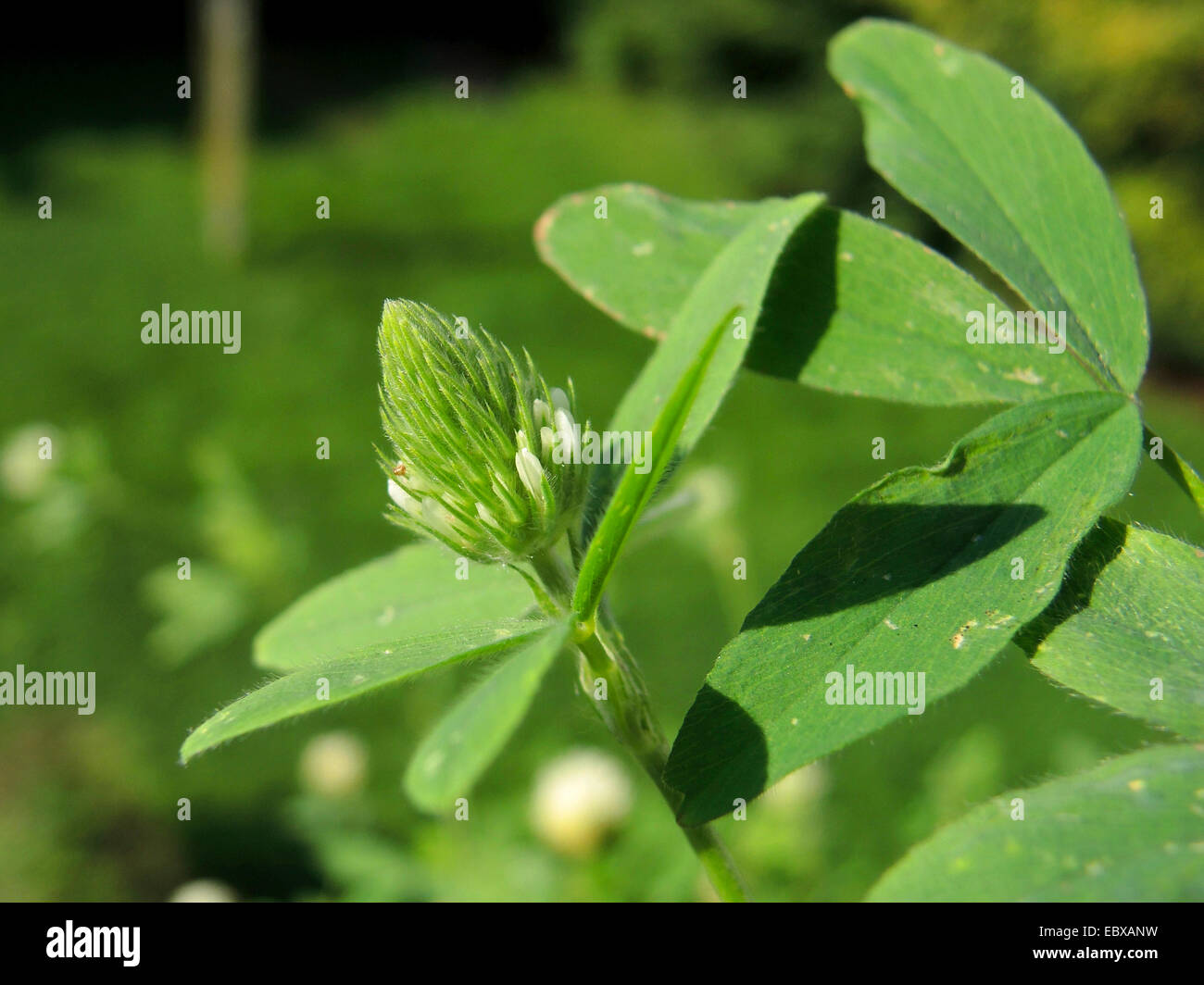 Egyptian clover, Berseem clover (Trifolium alexandrinum), in bud Stock ...