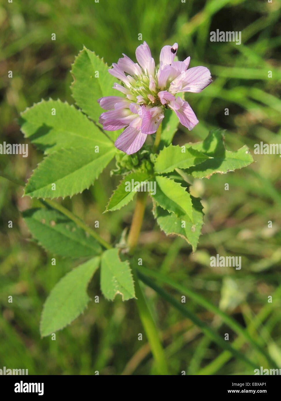 Persian clover, Shaftal (Trifolium resupinatum), blooming, Germany ...