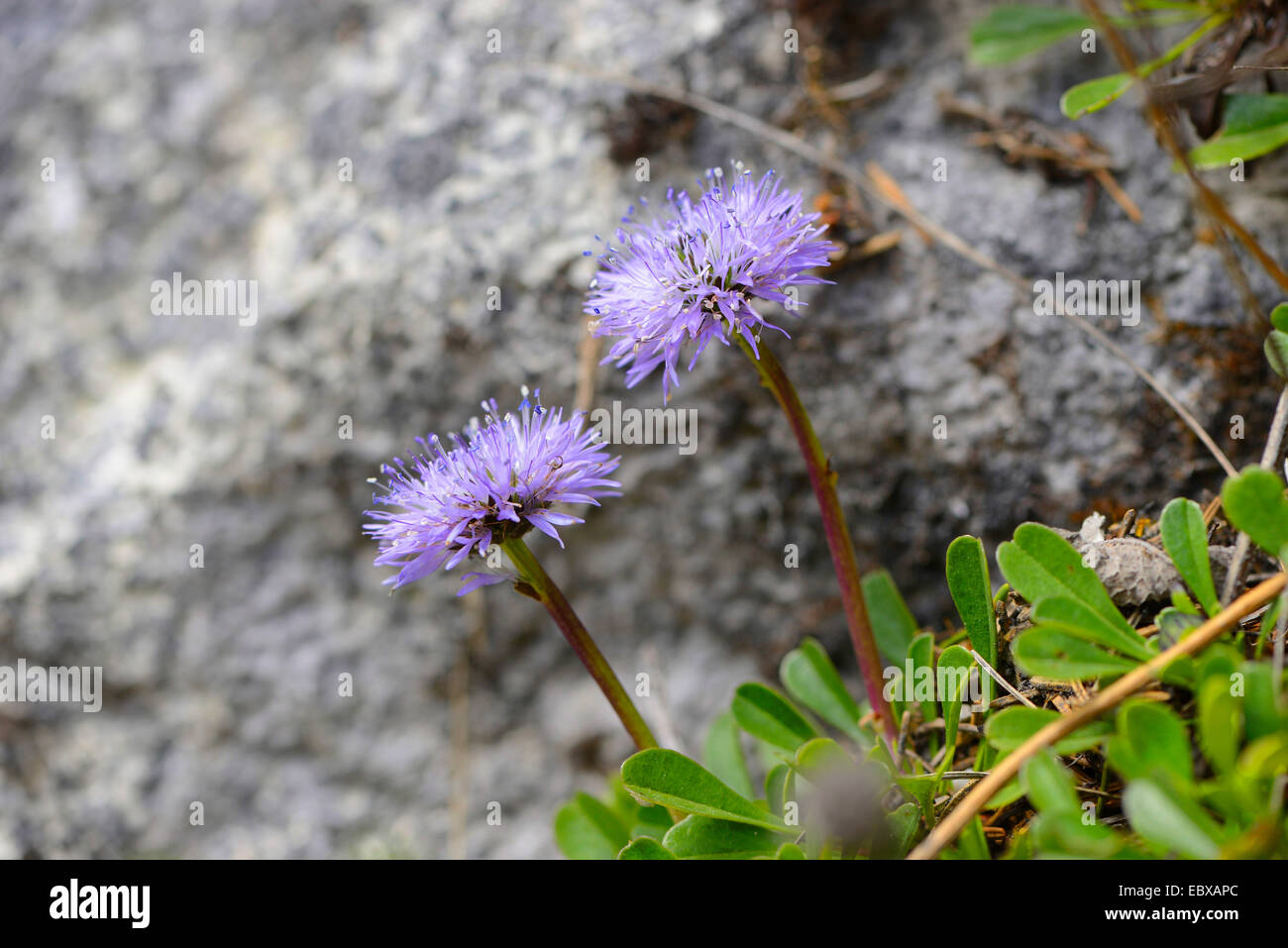 Globe daisy, Leather leaf owder puff, Powderpuff, Heart leaf globe ...