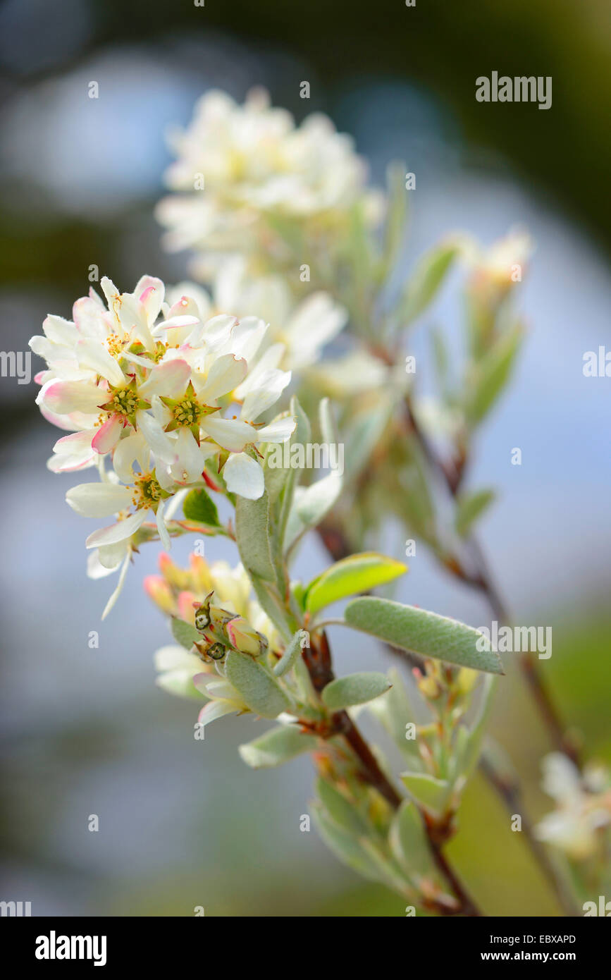 Serviceberry, Snowy mespilus (Amelanchier ovalis), blooming branch ...