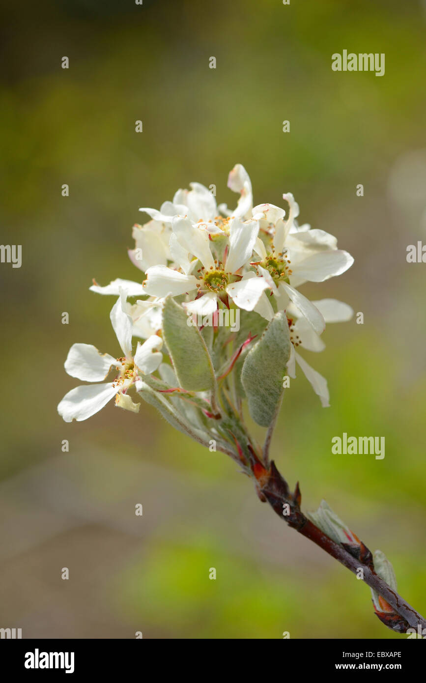 Serviceberry, Snowy mespilus (Amelanchier ovalis), blooming branch ...