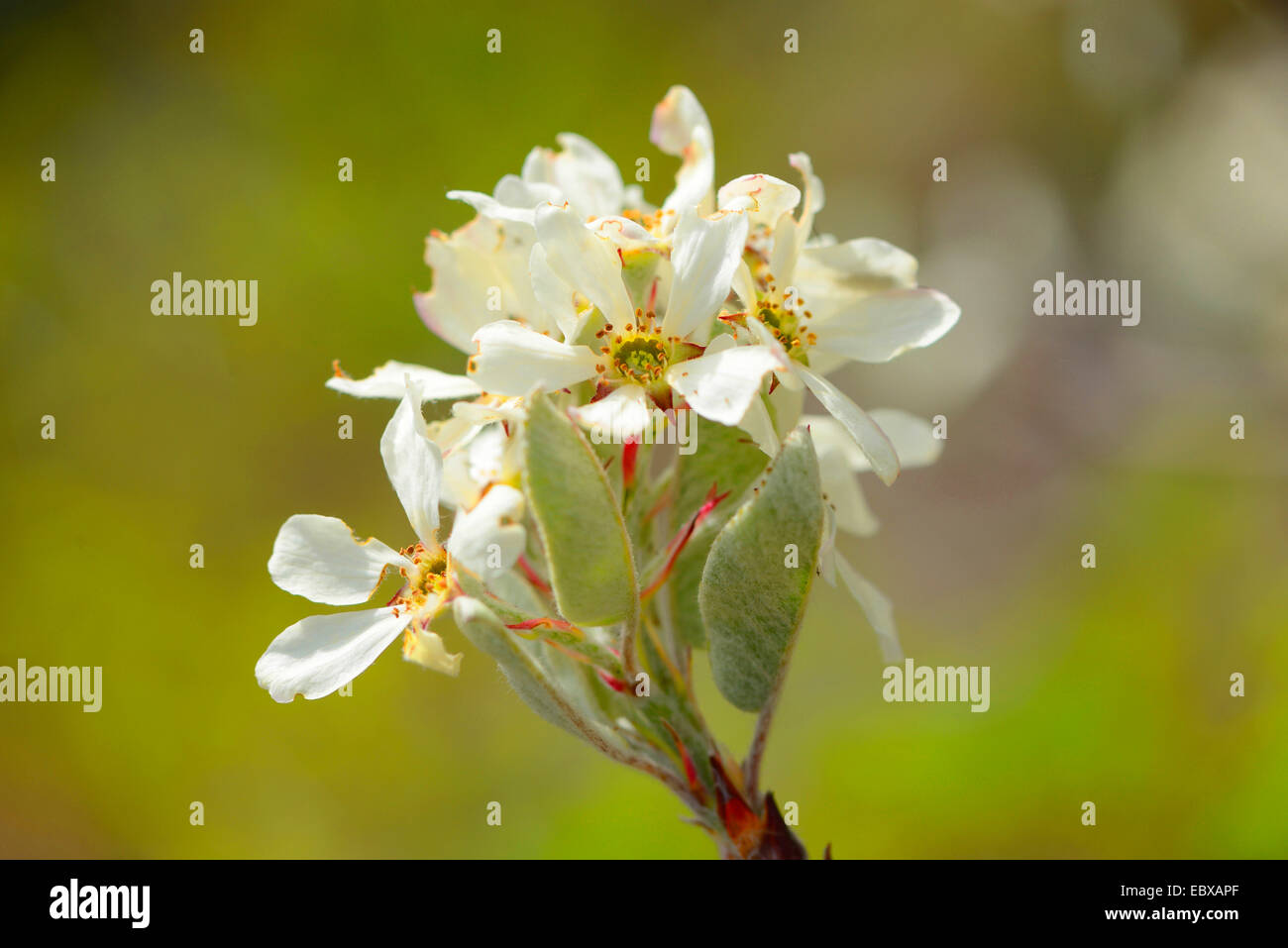Serviceberry, Snowy mespilus (Amelanchier ovalis), blooming branch ...