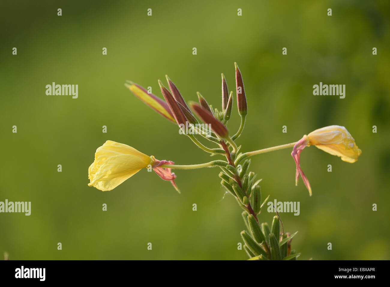Large-Flowered Evening, Red-Sepaled Evening-Primrose, Large-Leaved ...