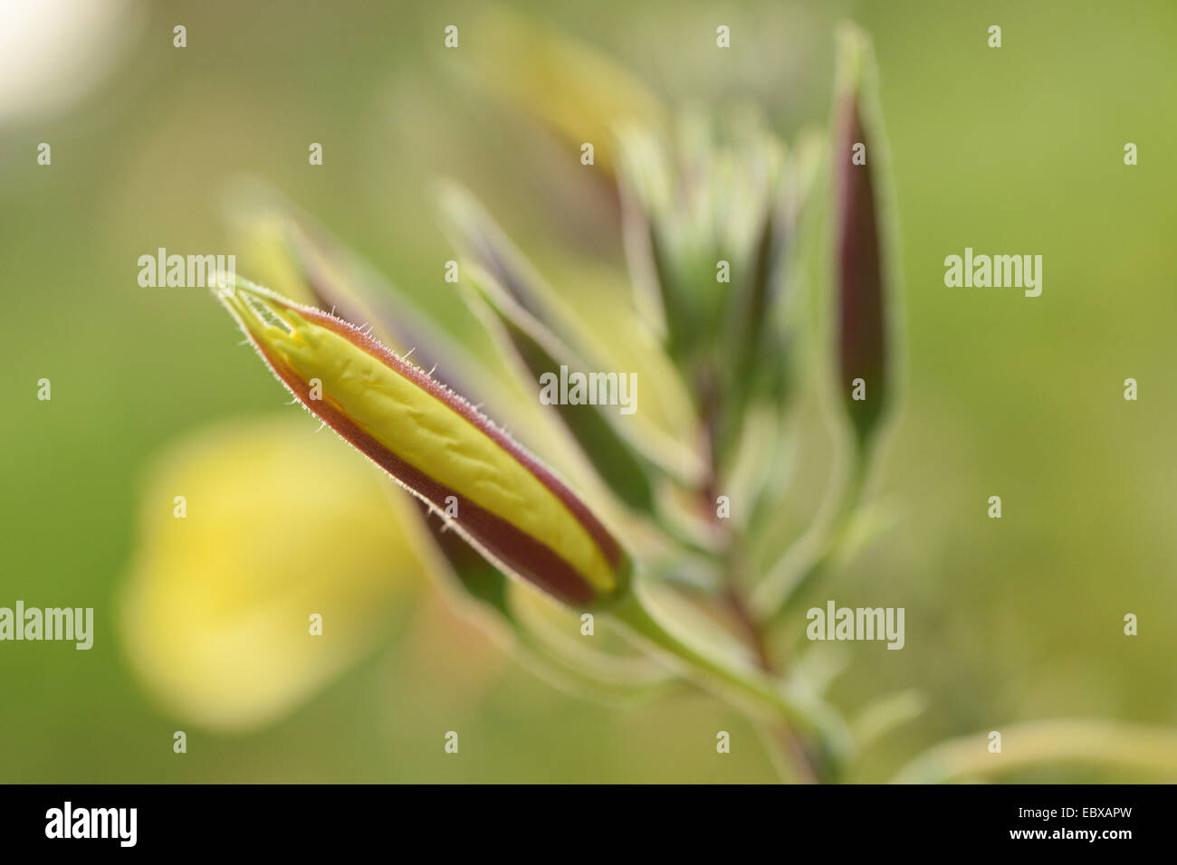 Large-Flowered Evening, Red-Sepaled Evening-Primrose, Large-Leaved ...