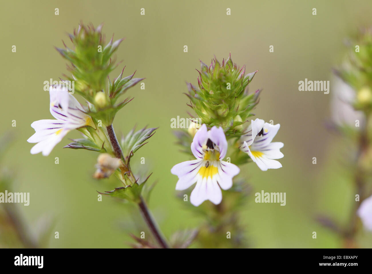 Eyebright, Eyewort (Euphrasia officinalis subsp. rostkoviana, Euphrasia ...