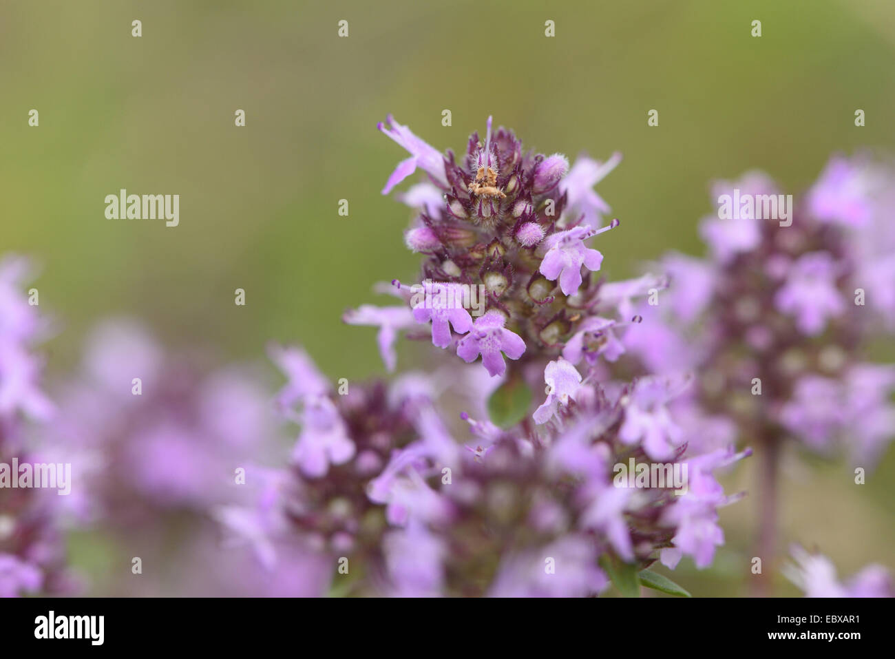 Broad-Leaved Thyme, Dot Wells Creeping Thyme, Large Thyme, Lemon Thyme ...