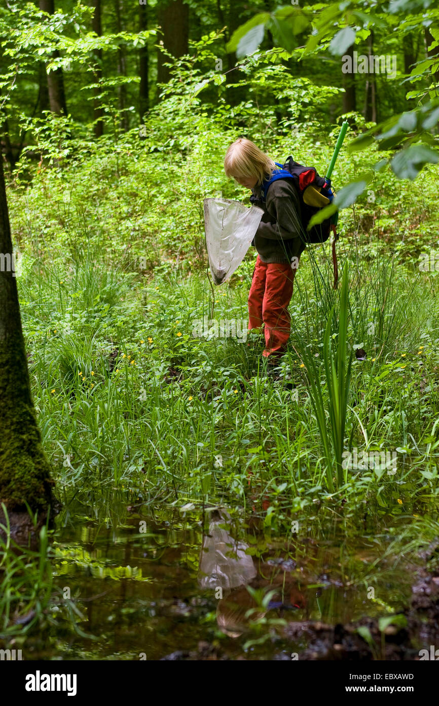 child with a dip net at a forest pond Stock Photo - Alamy