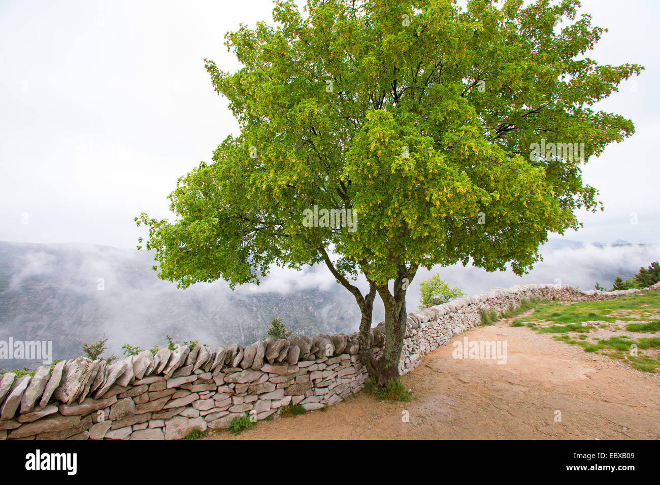 Montpellier maple, French maple (Acer monspessulanum), tree at a wall ...