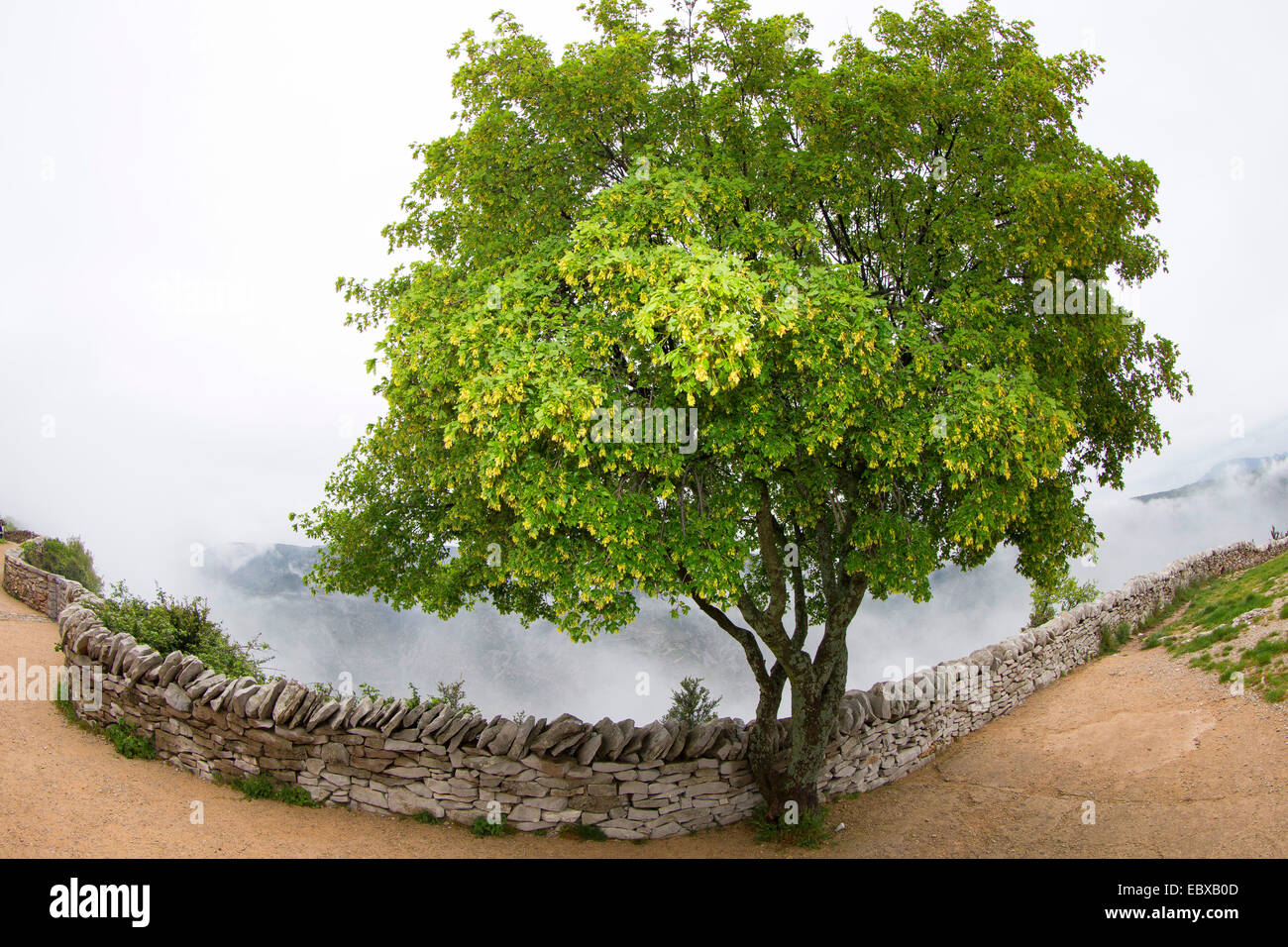 Montpellier maple, French maple (Acer monspessulanum), tree at a wall ...