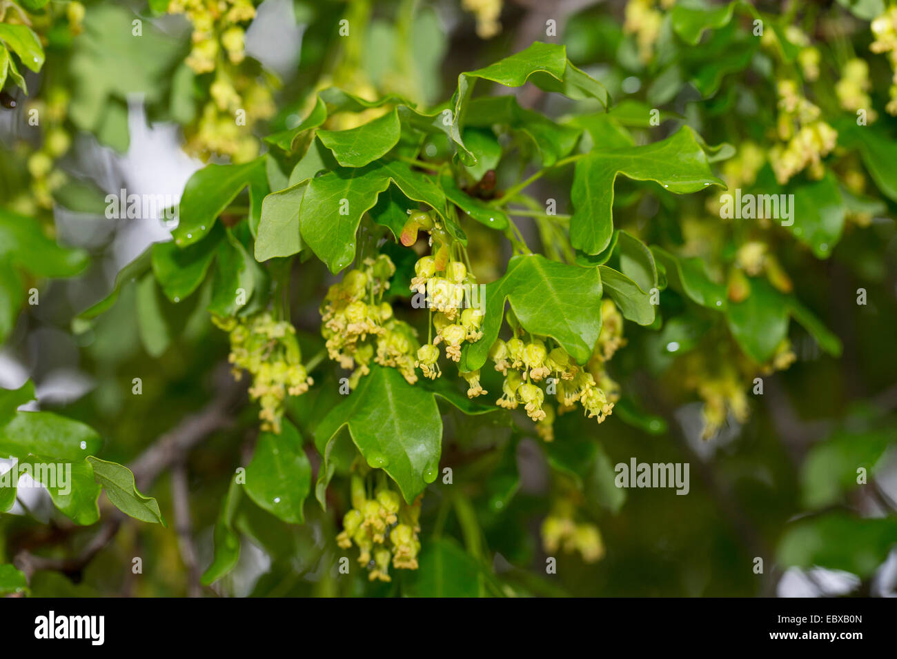 Montpellier maple, French maple (Acer monspessulanum), branch with ...