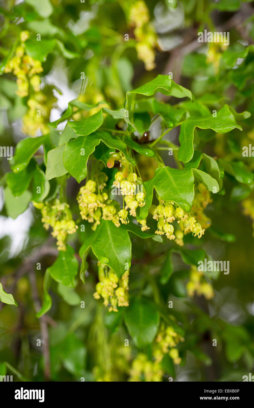 Montpellier maple, French maple (Acer monspessulanum), branch with ...
