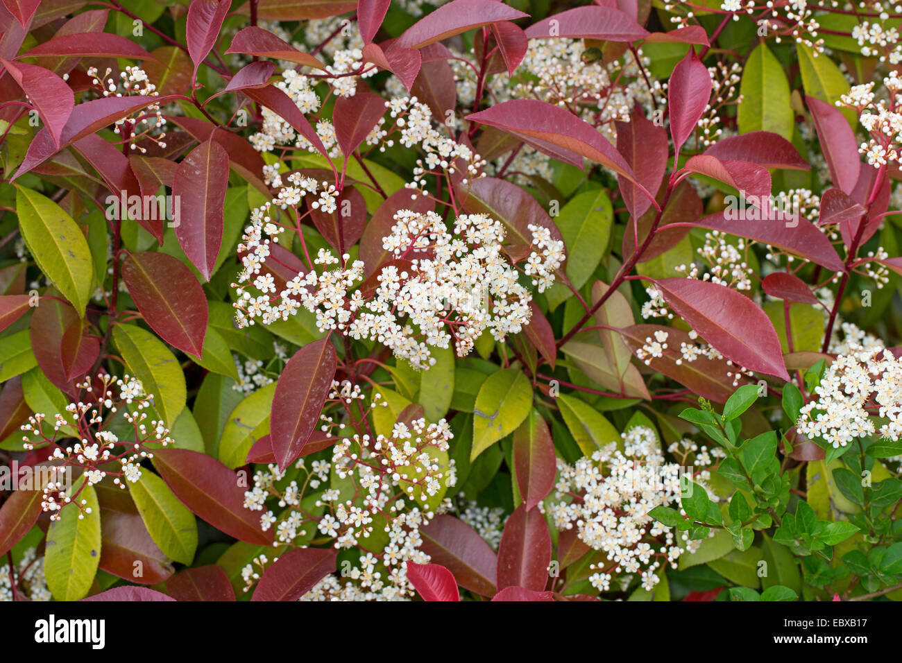 Fraser photinia (Photinia x fraseri 'Red Robin', Photinia x fraseri ...