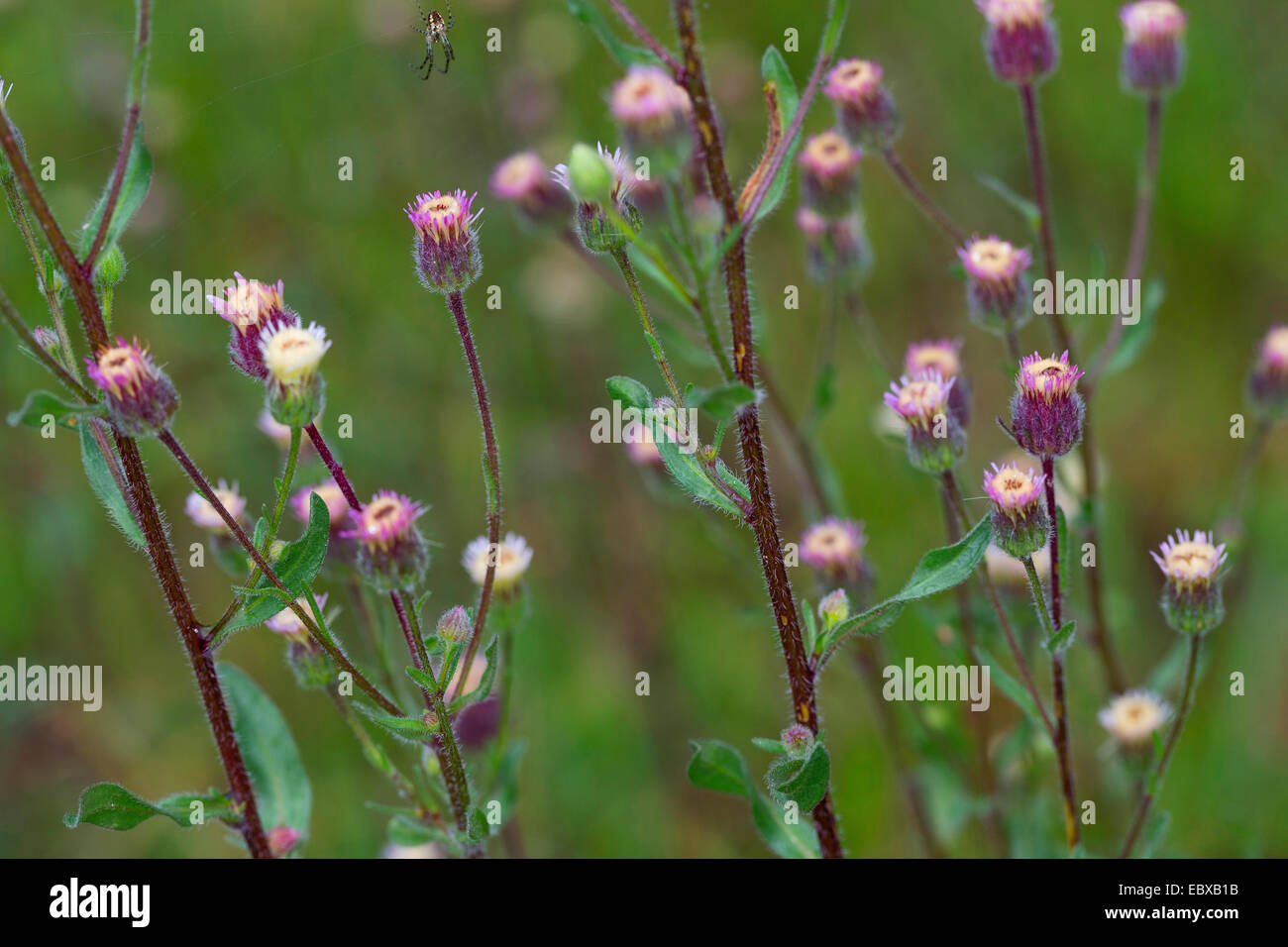 Bitter fleabane hi-res stock photography and images - Alamy